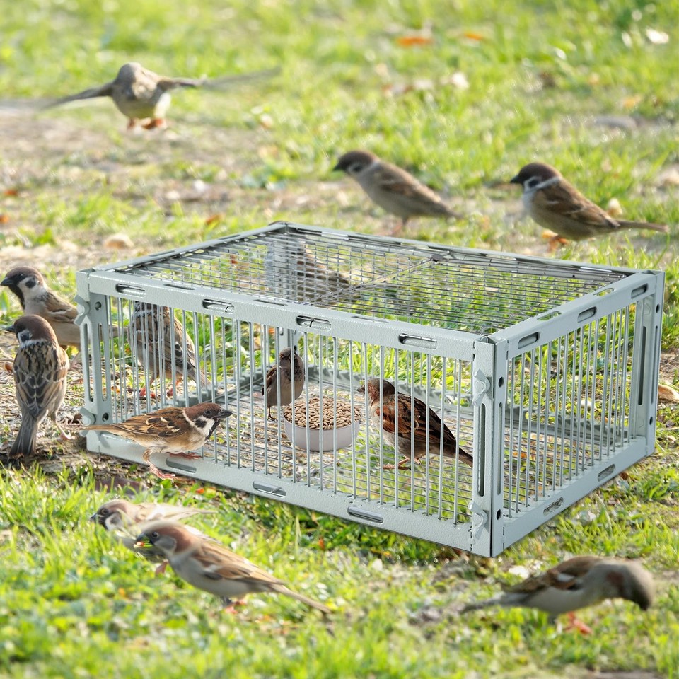 Bird Trap Cage with Escape-Proof, Bird Traps for Small Birds Live ...