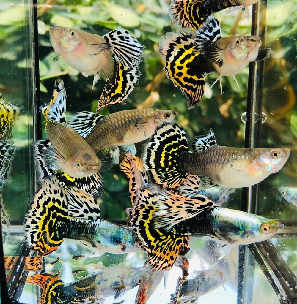 1 TRIO - Live Aquarium Guppy Fish High Quality - YELLOW TIGER HM | eBay