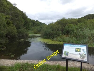 Photo 6x4 Freshwater marsh in the river Tavy at Lopwell At the edge of ...