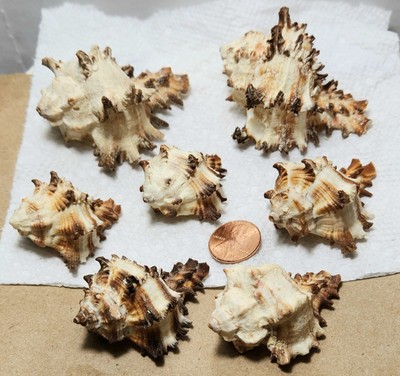 LOT of 7 Endive Murex Seashell Hexaplex Cichoreum Collectible Seashells ...