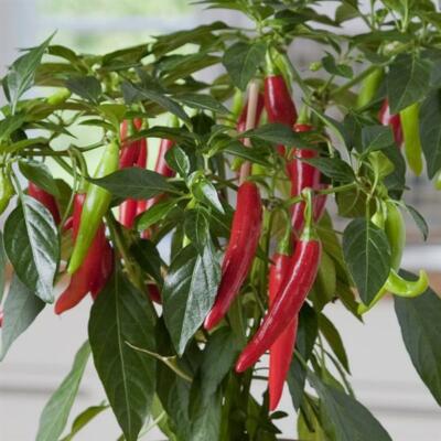 UNIQUE & UNUSUAL JOKER Ornamental Pepper FRESH NEW SEEDS Spicy 20 ct ...