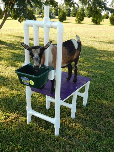 Goat Milking Stand Nigerian Dwarf Pygmy Hoof Trim Stanchion Weighs Only ...
