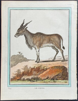 Buffon - Goat. 324 - 1750 Histoire naturelle Engraving | eBay
