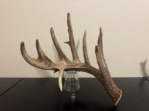Huge 94 7/8 Whitetail Deer Shed Antler Horns Taxidermy Mount Man Cave ...