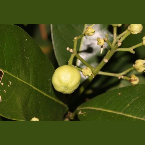 50g Acronychia Pedunculata(Ankenda) Dried Leaves Natural Ayurvedic Herb ...