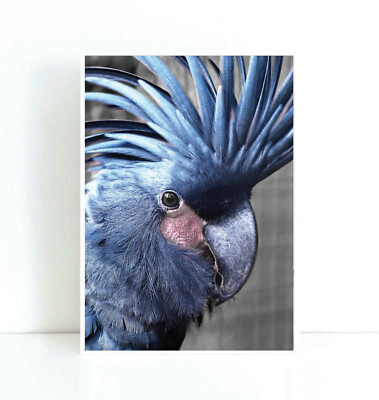 Blue Cockatoo Art Print Poster Blue Pink Cockatoo Print Canvas Bird ...