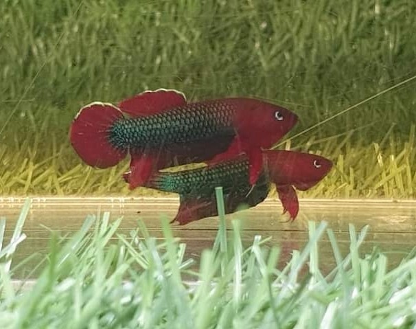 Live Betta Fish Sp Api Api jade Pair | eBay