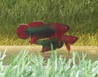 Live Betta Fish Sp Api Api jade Pair | eBay