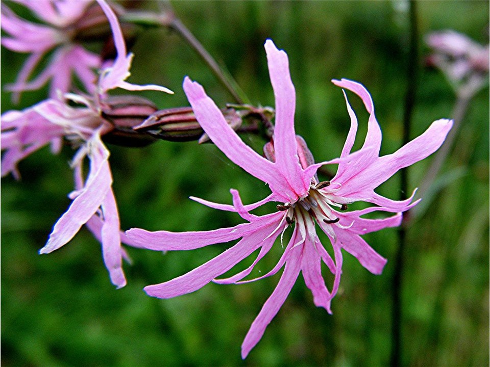 Various NATIVE BRITISH POND MARGINAL PLANTS water bog aquatic wildlife ...