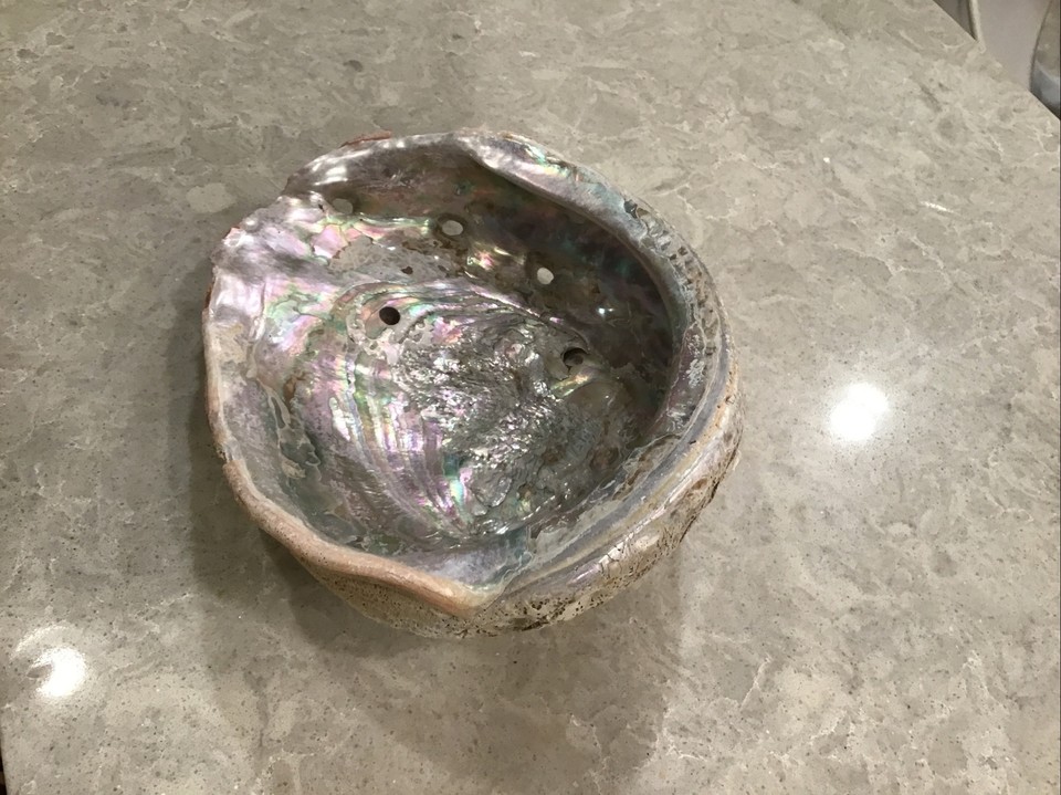 Abalone Shell White Iridescent 8x6 | eBay