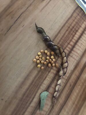 PIGEON PEAS- GANDULES - GUNGO PEA - DAHAL GUNGO - 15 SEEDS READY TO ...