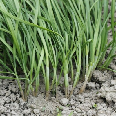 50x Chinese Garlic Chives bare roots JiuCai/Broad Leaf Leek 中国韭菜苗 50棵 ...