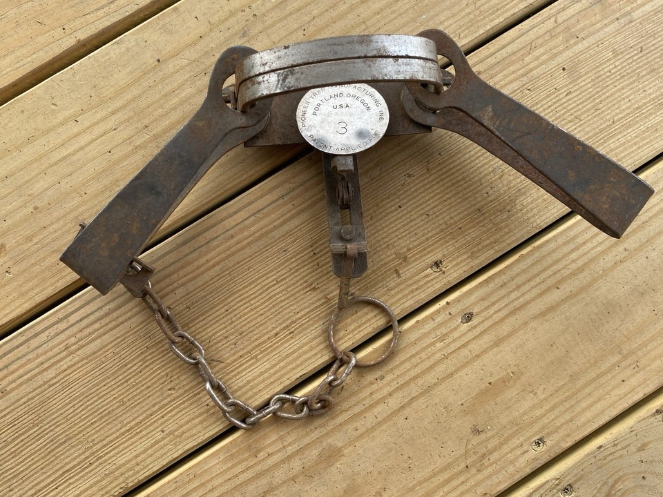 #3 Pioneer Double Long Spring Trap Fur Mountain Man Beaver Hide Log ...