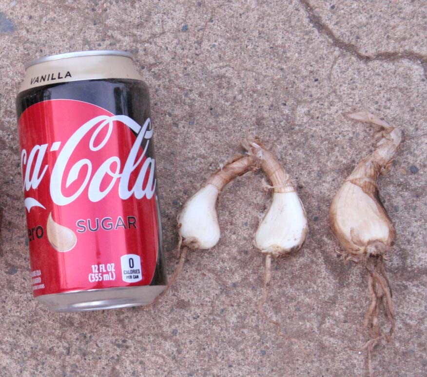 Set of 2 or 3 Amaryllis Belladonna Bulbs Lily Pink Naked Ladies Plant ...