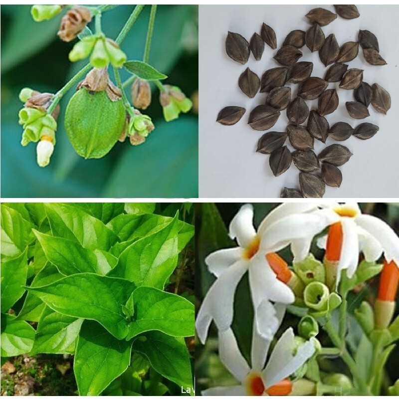 Parijatha Flower Images | Best Flower Site