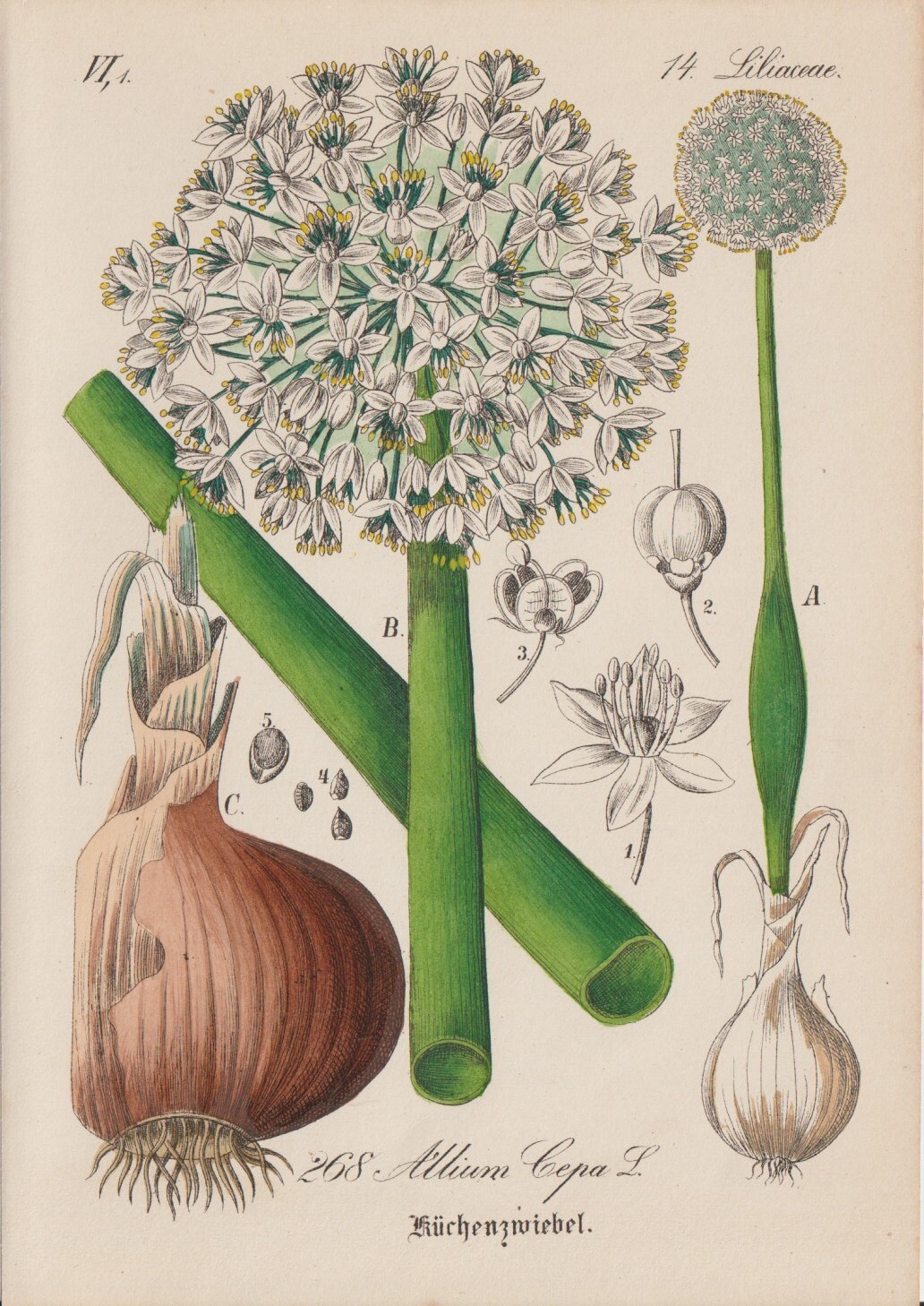 Oignon (Allium Cepa) Oignon De Cuisine Bolle Antique Chromo ...