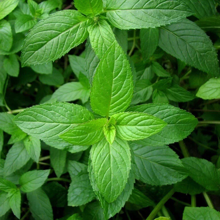 Mixed Mint Seeds 500++ Peppermint + spearmint herb NON-GMO Heirloom ...