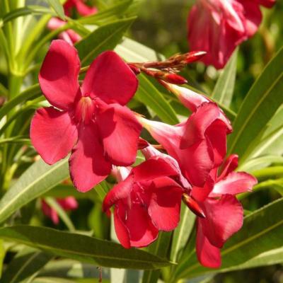Nerium oleander HARDY RED OLEANDER Seeds! | eBay UK