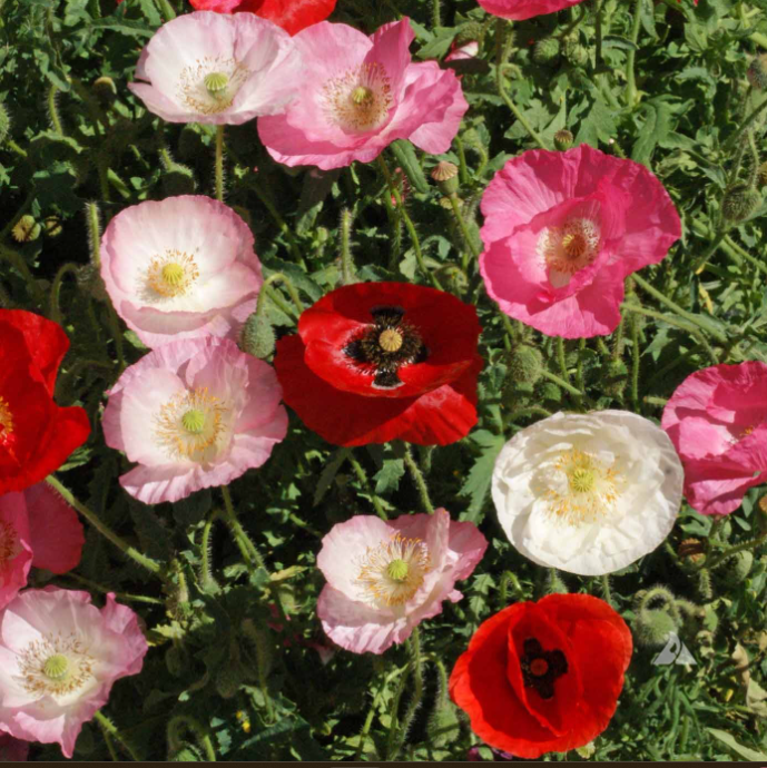 Wildflower Mix DRY AREA MIX w/Perennials Full Sun Pollinators Non-GMO ...