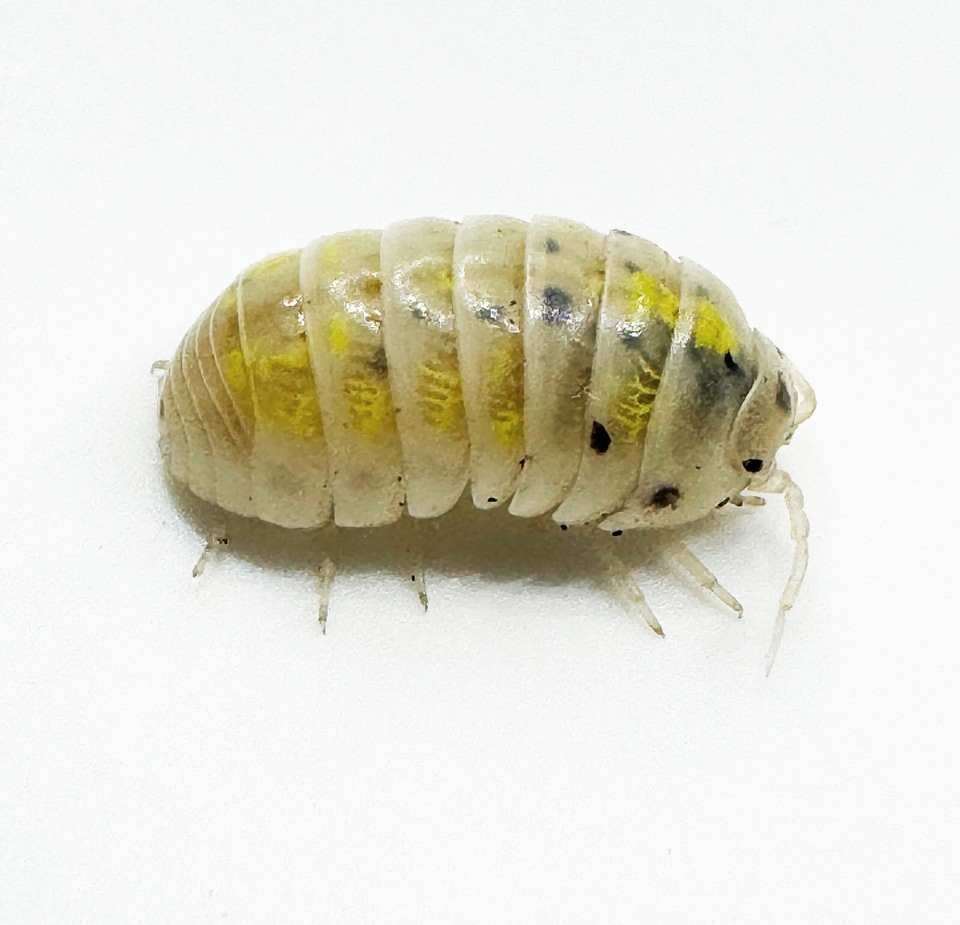 Isopod Factory 15+ Armadillidium Vulgare Japanese Magic Potion Isopods ...