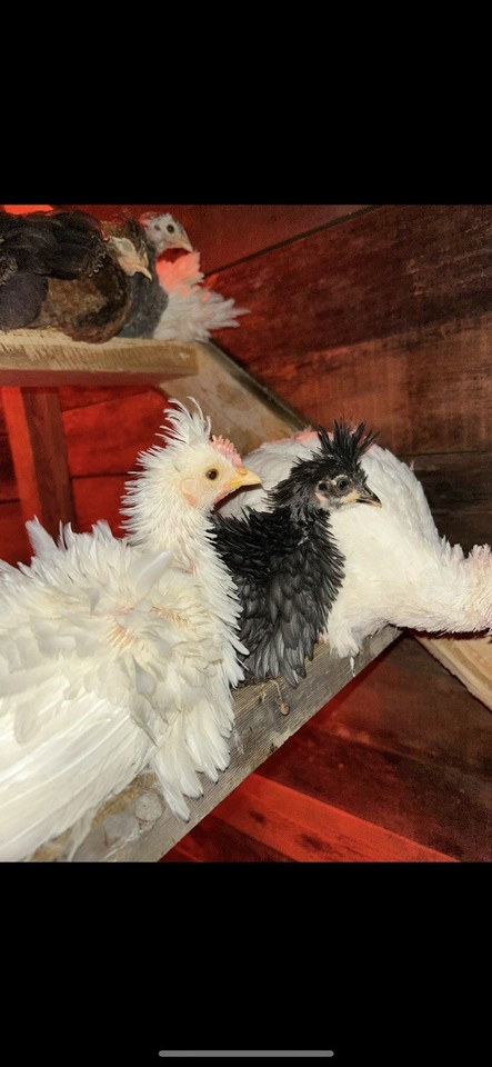 4 FERTILE GUINEA FOWL EGGS +4 Easter Egger/Frizzle barnyard mix chicken ...