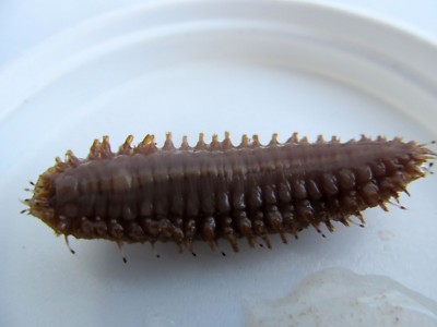 Lepidonotus sp. Annelid Marine Scale Worm (Preserved) Qty1 Taxidermy ...