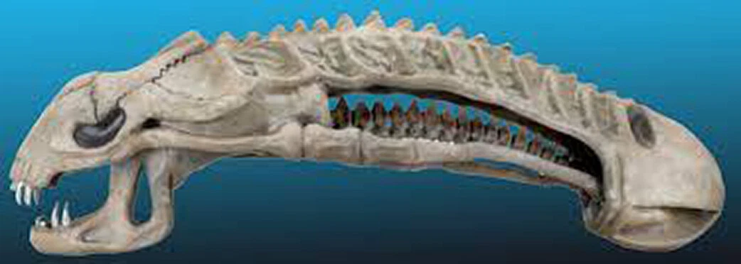 Xenomorph Skull Replica
