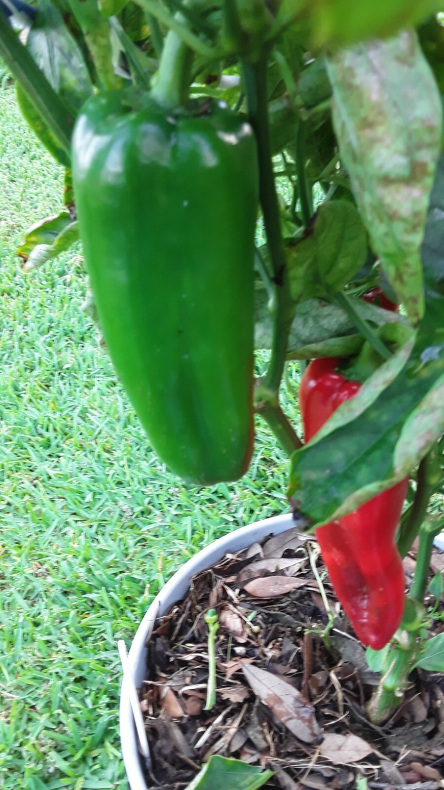 50+ Giant Marconi Rosso Pepper Seeds Sweet NON GMO Open Pollinated ...
