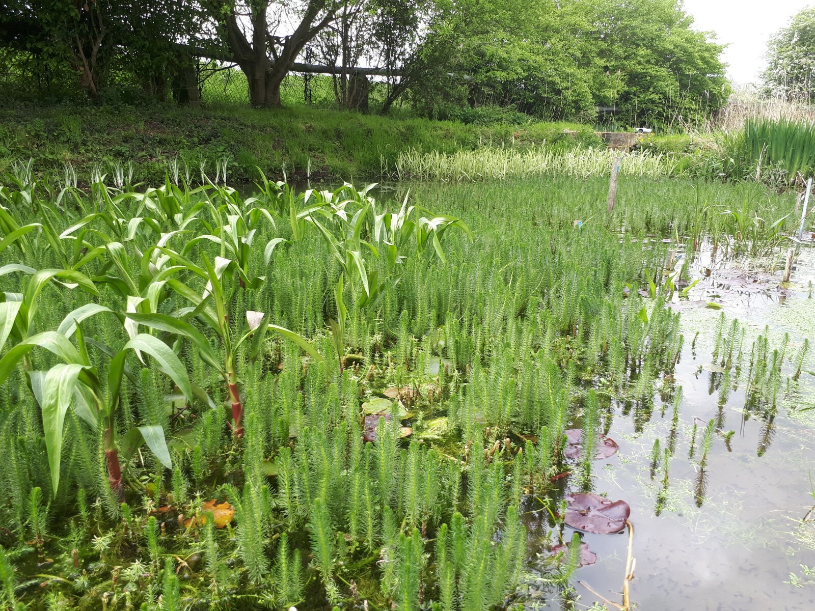 6 x Stems Mares tail Hippuris vulgaris oxygenating Pond Plant Marginal ...