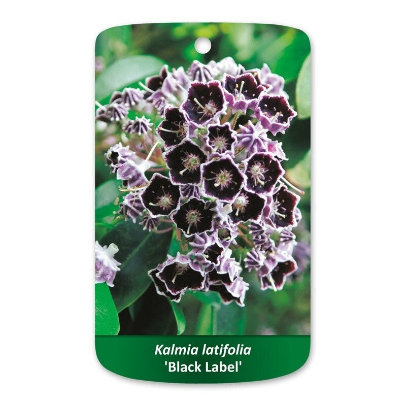 Kalmia Latifolia Black Label 3Lt Pot XL Flowering Shrub Plants to your ...