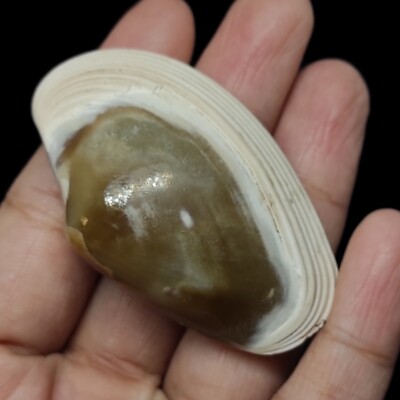39gr Natural Polished Bivalve Clam Rough PELECYPODA Fossil | eBay