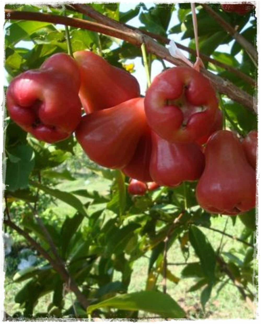 Pianta Syzygium malaccense, mela rosa, mela malese foto reali , frutti ...