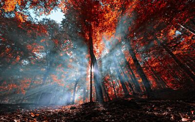 Landscape nature mist leaves forest sun rays fall trees Custom Gaming ...