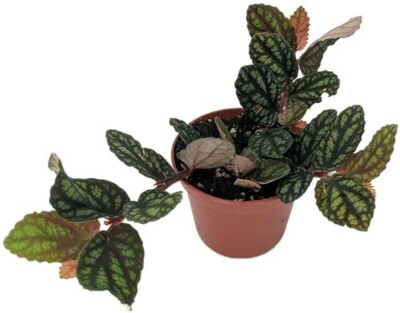 Pellionia Pulchra Polynesian Ivy Vine 2.5" Pot Terrarium Houseplant ...