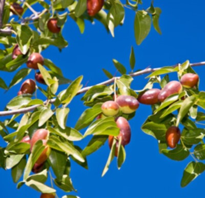 Chinese Jujube GA866 Tree 4-5 feet/120 cm tall 枣树 | eBay