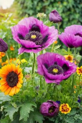 PP 453XT Lauren's Grape Poppy Seeds purple Papaver Giant Samen Stück 50 ...