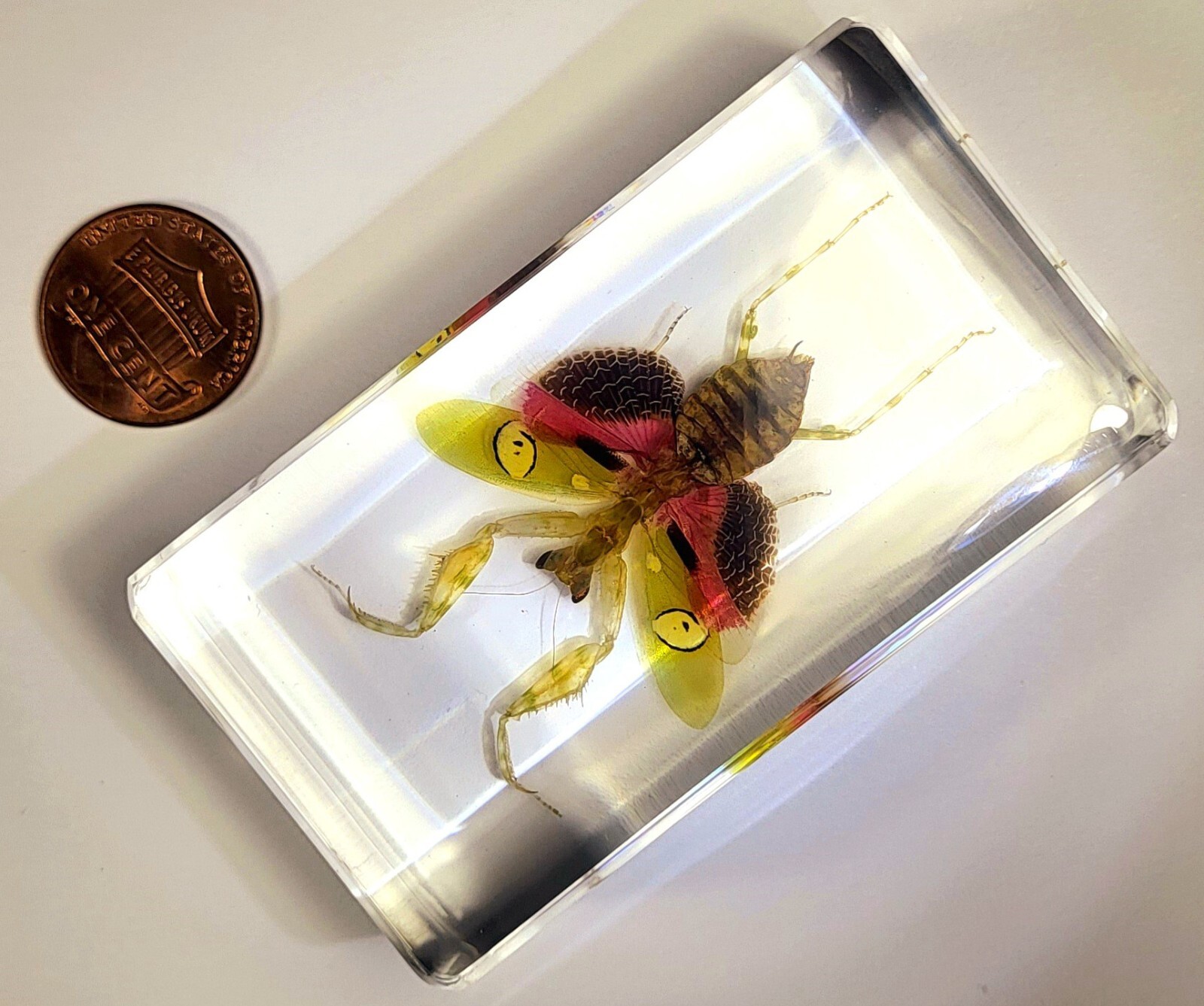 Real 73mm Jeweled Flower Mantis in Clear Lucite Resin Science Education ...