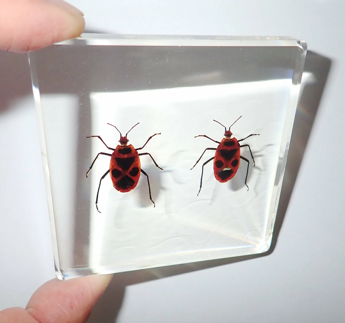 Red Bugs With Black Dots