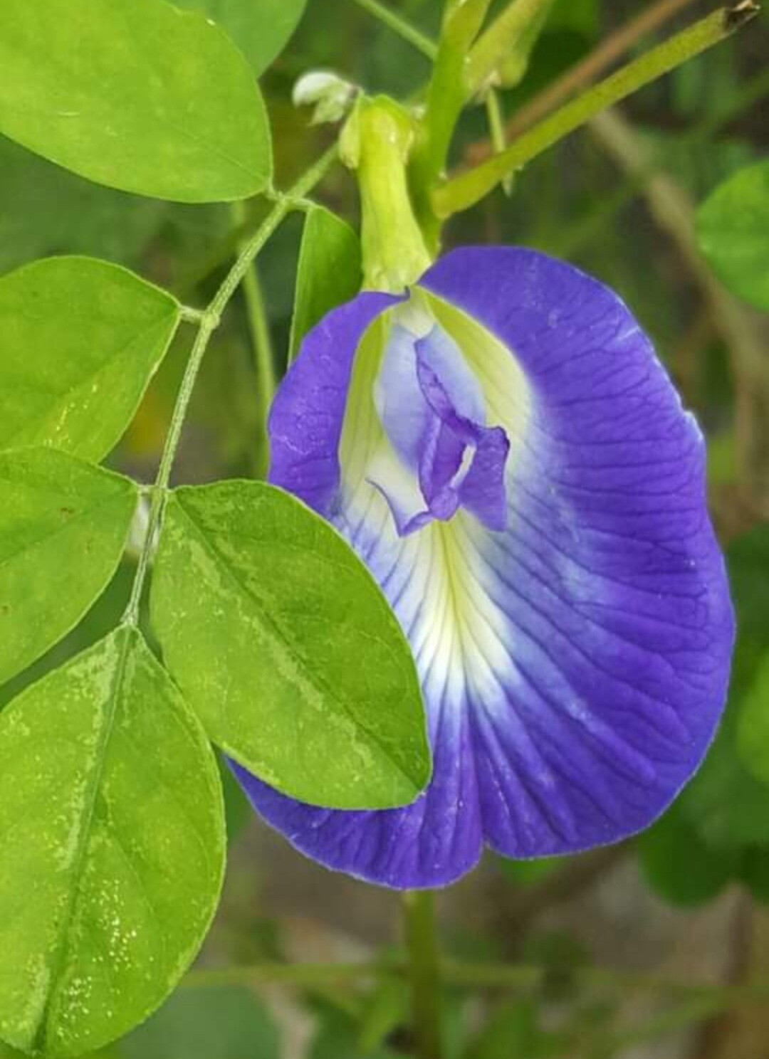50 g Dried Nil Katarolu , Buterfly pea flower ,100% Natural Sri Lankan ...