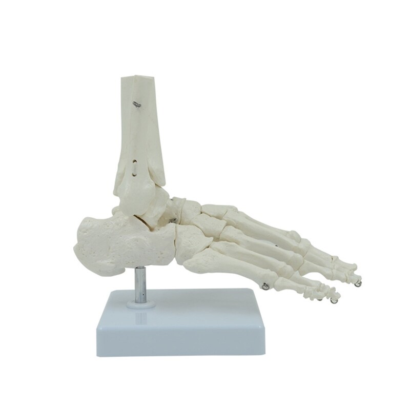 Human Foot Skeleton Model Life Size Right Fully Articulated Teaching ...