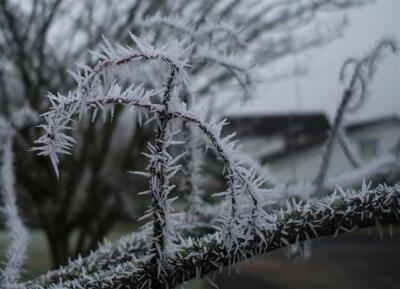 Photo 6x4 Frosty branch Omagh An Oghmagh Makes you cold looking at it ...