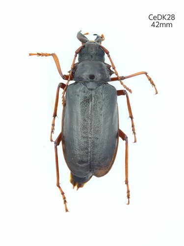 CeDK28 Cerambycidae Prioninae Dorysthenes hydropicus Hebei Qinhuangdao ...