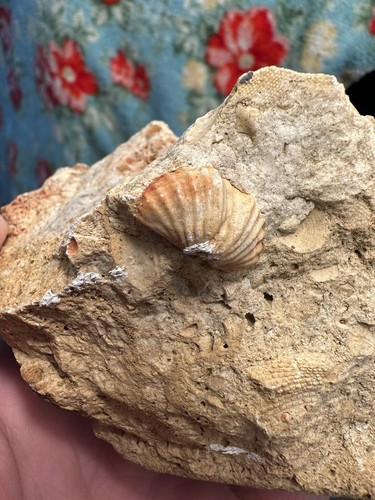 300-400 million year old fossil from Kentucky sea bed shells and sponge ...