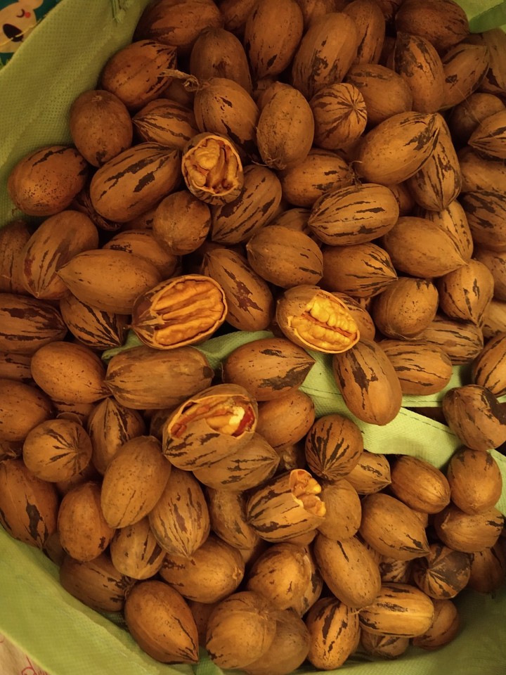 2025 Freshly Picked Louisiana Pecans In Shell 10 Lb | eBay