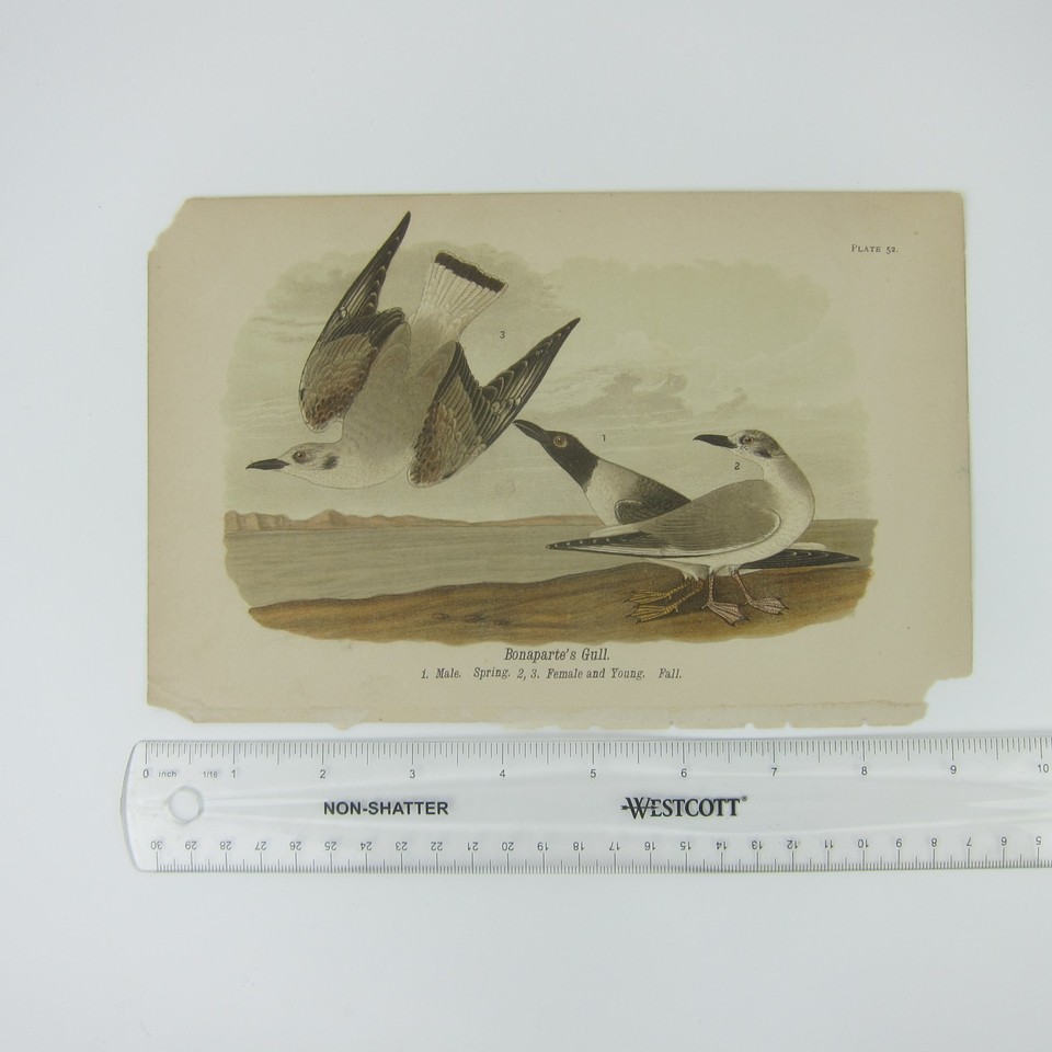 Bird Lithograph Print After John James Audubon Bonaparte's Gull Antique ...