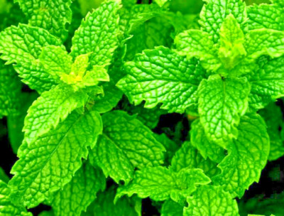 Peppermint Seeds | Heirloom - Non-GMO | Free Shipping | Herb Seeds ...
