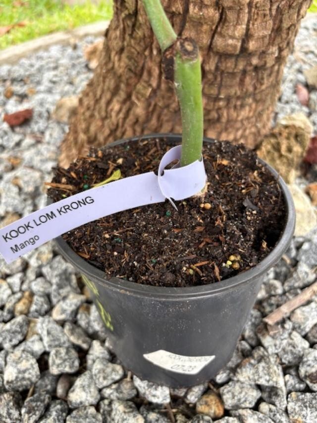 22 MO OLD GRAFTED KOOK LONG KRONG POLY-EMBRYONIC RARE THAILAND MANGO ...