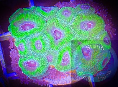 SAF~ ‘WYSIWYG”Green Acan coral Frag, Colony Live Coral, LSP, Lord ...
