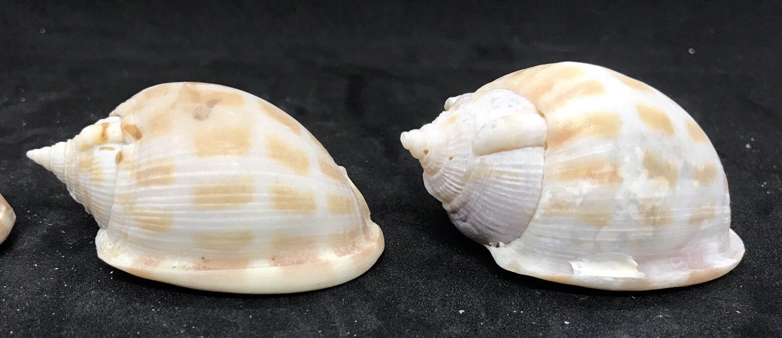 Lot of 4 Spotted Conch Shells - 6cm - Ocean Specimens | eBay