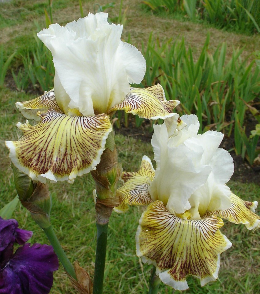 August delivery Tall Bearded Iris Spring Madness | eBay UK